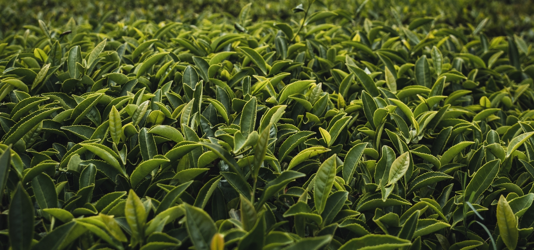 Products - Groupe Berkem