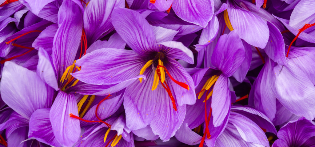 Sun Chronize Groupe Berkem