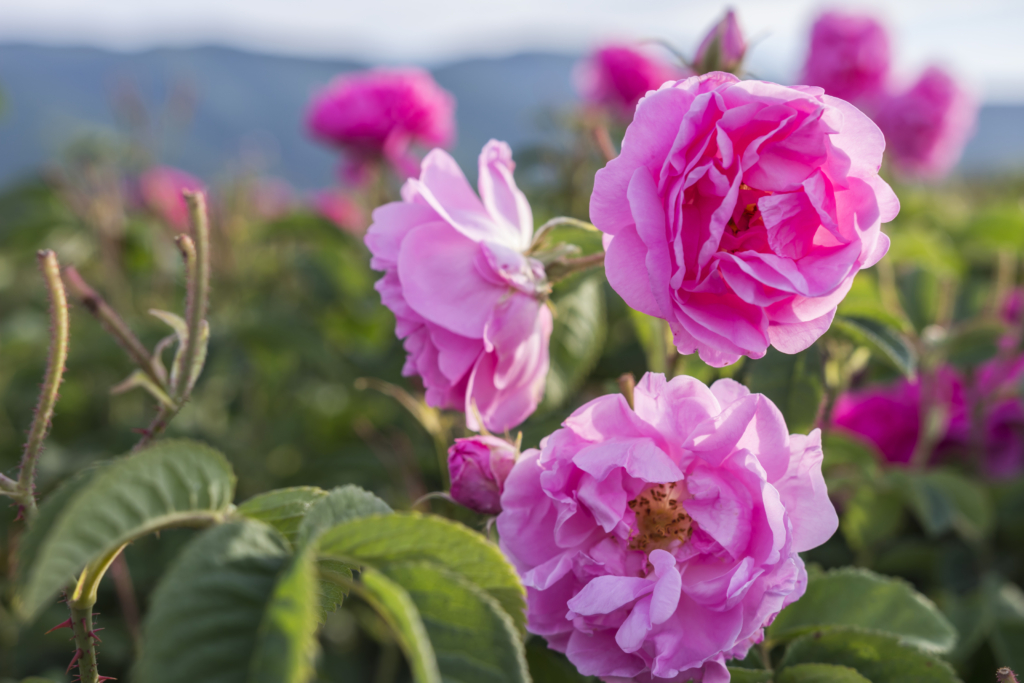 Why use Damask rose in cosmetic formulations?
