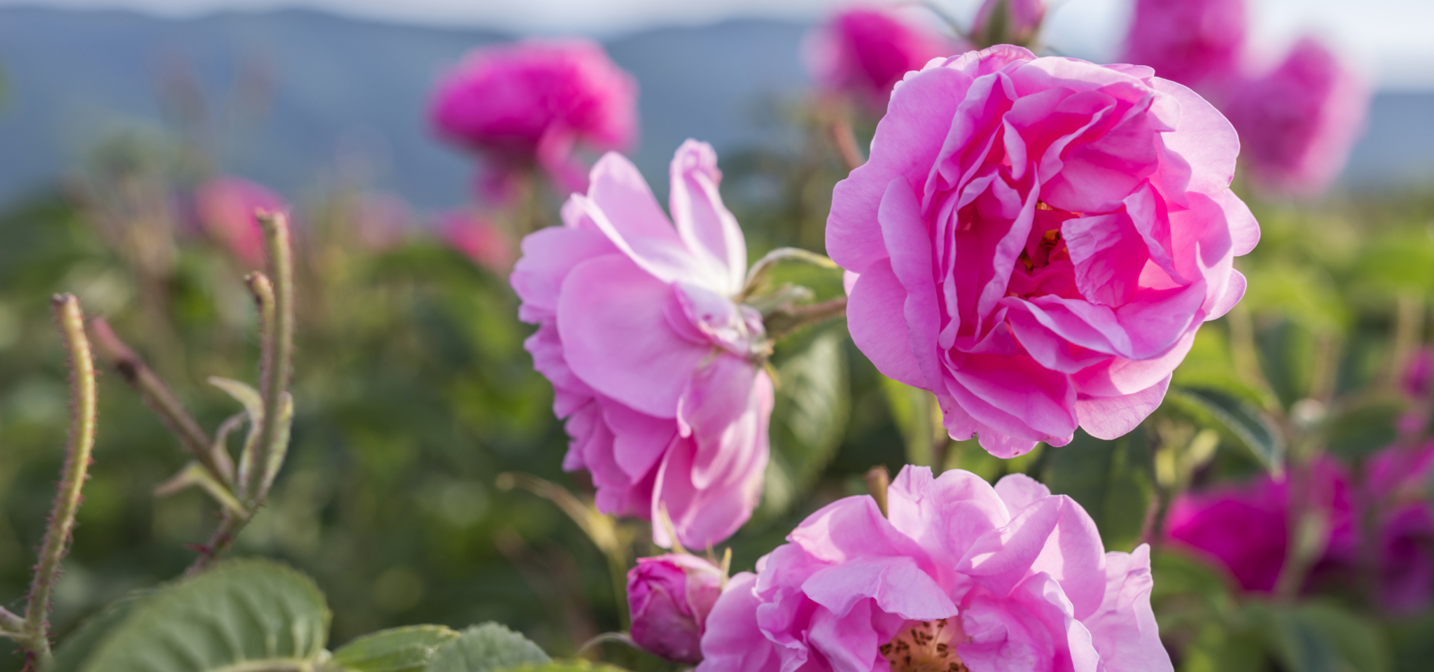Damask rose flower water - Groupe Berkem