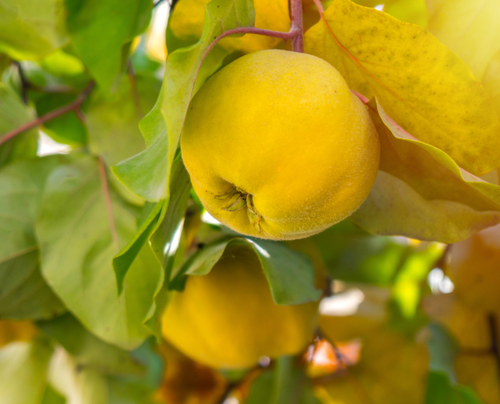 Why use quince in cosmetic formulations? - Groupe Berkem