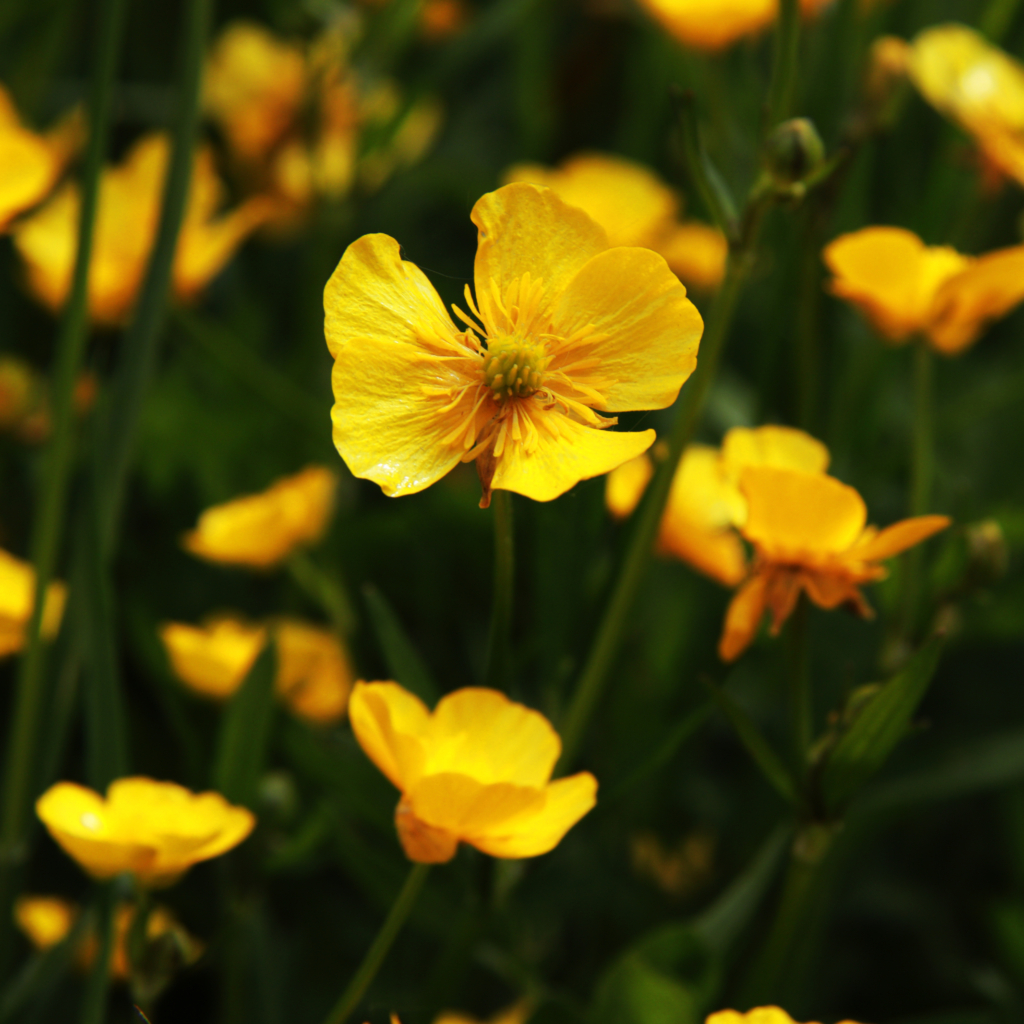 Berkemyol® Potentilla - Groupe Berkem